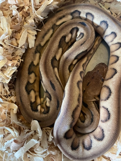Retic Pairs 300$shipped Reticulated Python by Little Bermuda Reptiles
