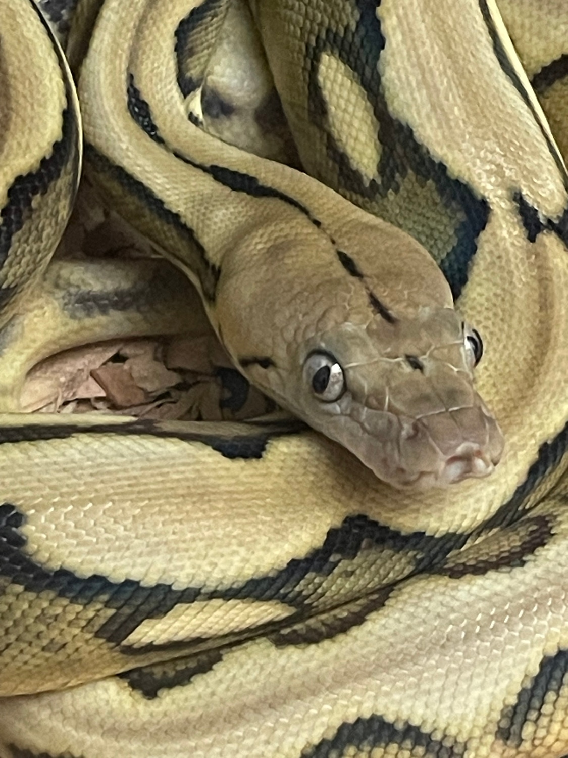 Jaguar Suntiger Het Lavender Albino(250$shipped) And Reticulated Python ...