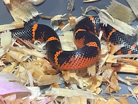 Hypo Tangerine Aberrant Honduran Milk Snake by Little Bermuda Reptiles