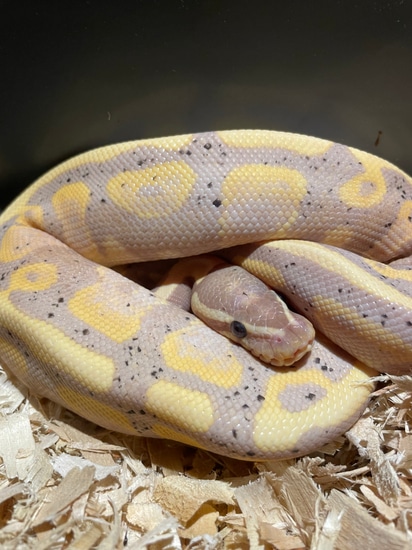 Pair/male/banana(100Het Pied)325$Shipped Ball Python by Little Bermuda ...