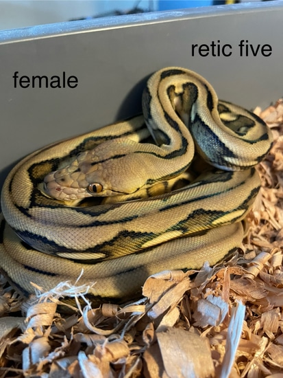 Tiger Het Lavender Albino Reticulated Python by Little Bermuda Reptiles
