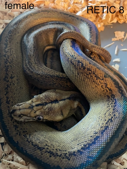 Goldenchild Suntiger Het Lavender Reticulated Python by Little Bermuda ...