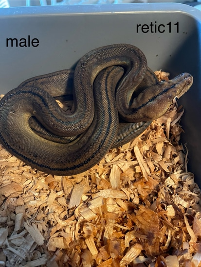 GoldenChild Suntiger Het Lavender Albino Reticulated Python by Little ...