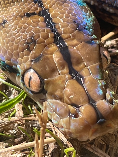 Goldenchild Het Lavender Albino Reticulated Python by Little Bermuda ...