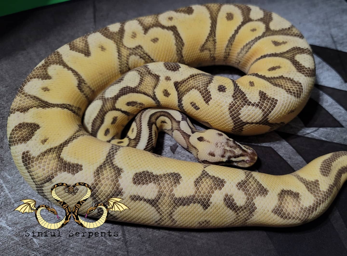 Enchi Superfly Yellow Belly Ball Python by Sinful Serpents, LLC ...