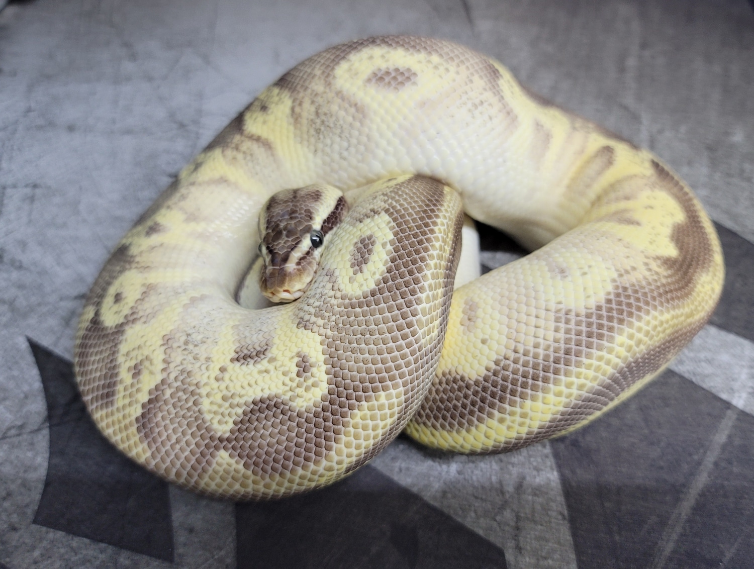 Pastel Enchi Leopard Mojave Yellow Belly Ball Python by Sinful Serpents ...