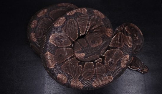 NORMAL Ball Python by Sinful Serpents, LLC