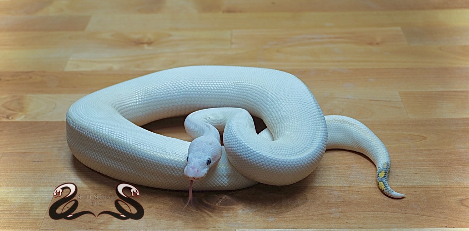 Lesser Mojave Ghost Het Clown Ball Python by Sinful Serpents, LLC ...