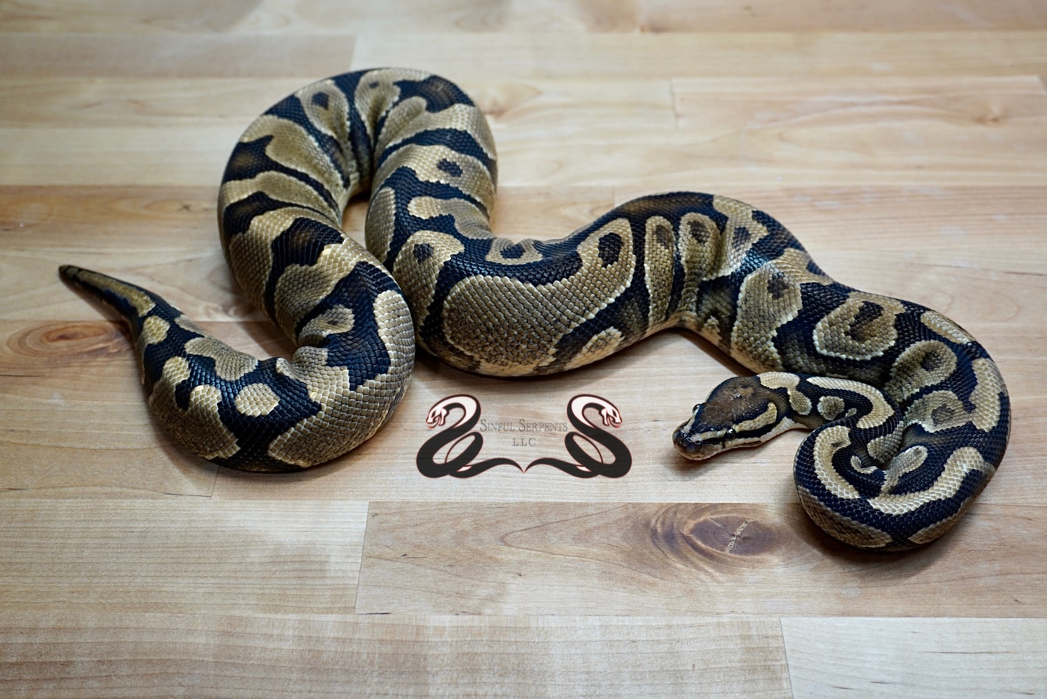 Sandblast Ball Python by Sinful Serpents, LLC - MorphMarket