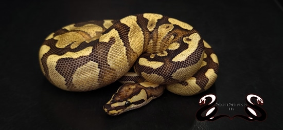 Fire Enchi Yb/Asphalt Het Clown Ball Python by Sinful Serpents, LLC