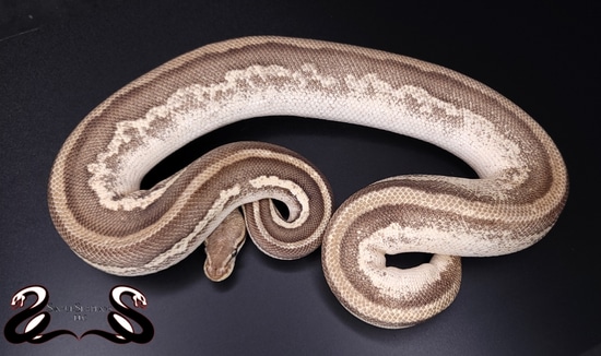 Leopard Pastave Sulfur Ball Python by Sinful Serpents, LLC