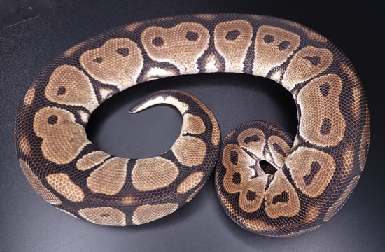 Orange Dream Lori Ball Python by Sinful Serpents, LLC