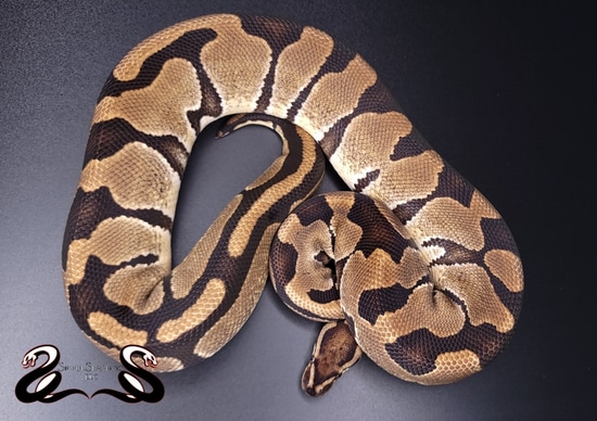 NORMAL Ball Python by Sinful Serpents, LLC