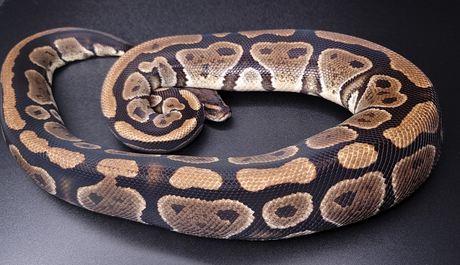 Het Desert Ghost Ball Python by Sinful Serpents, LLC - MorphMarket