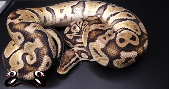 Pastel Het Cryptic Ball Python by Sinful Serpents, LLC