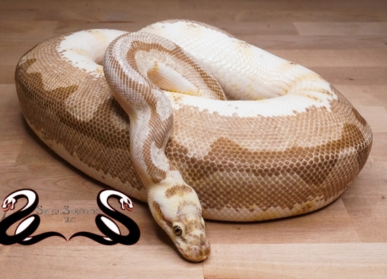 Pastel Lesser Spider Ball Python by Sinful Serpents, LLC