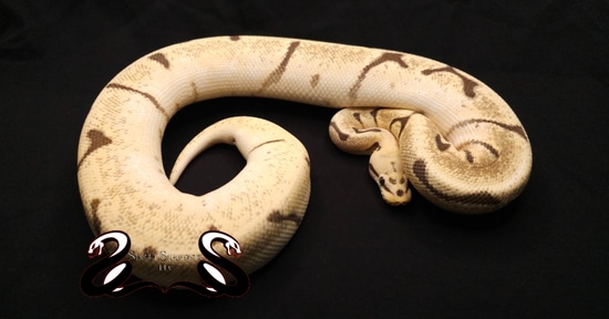Orange Dream Fire Spider Het Cryptic Ball Python by Sinful Serpents, LLC