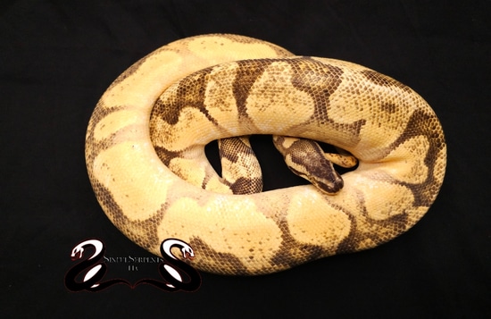 Orange Dream Enchi Firefly Yb Poss Het Hypo Ball Python by Sinful ...