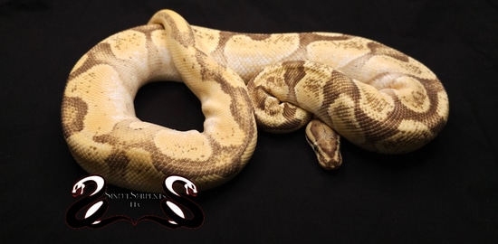 Od Enchi Fire Yb Pos Het Hypo Ball Python by Sinful Serpents, LLC