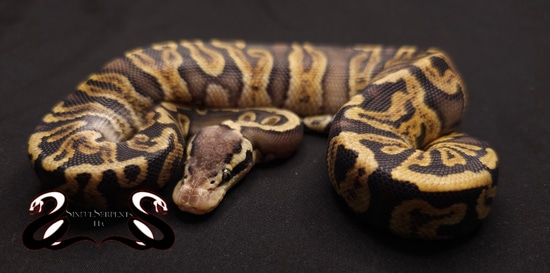 Pastel Ghi Het Clown Het Hypo Ball Python by Sinful Serpents, LLC