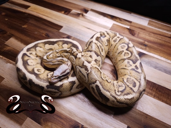 Pastel Hurricane Super Vanilla YB Ball Python by Sinful Serpents, LLC