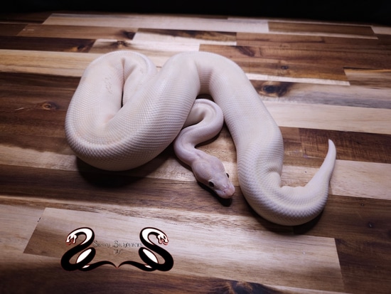 Banana Highway Ball Python by Sinful Serpents, LLC