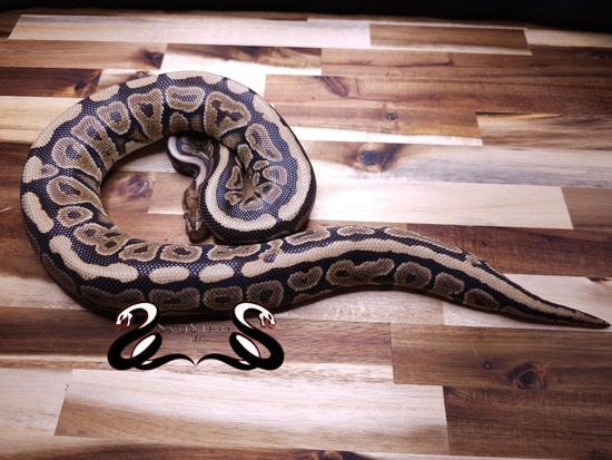 Special Spotnose Het Clown Ball Python by Sinful Serpents, LLC