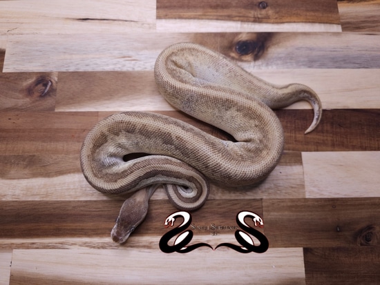 Pastel Blackhead Jigsaw Red Gene Ringer Gene Het Clown Poss Het Hypo ...