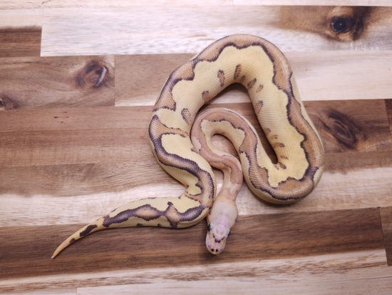 YB Vanilla Cream Clown Ball Python by Sinful Serpents, LLC