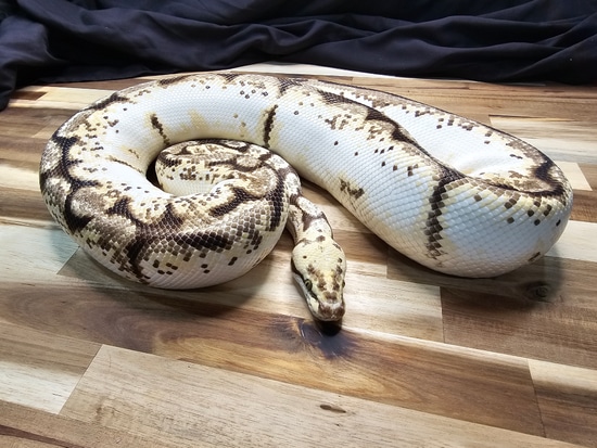 Cali Bee Ball Python by Sinful Serpents, LLC