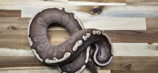 Ghi Mojave Het Cryptic Ball Python by Sinful Serpents, LLC