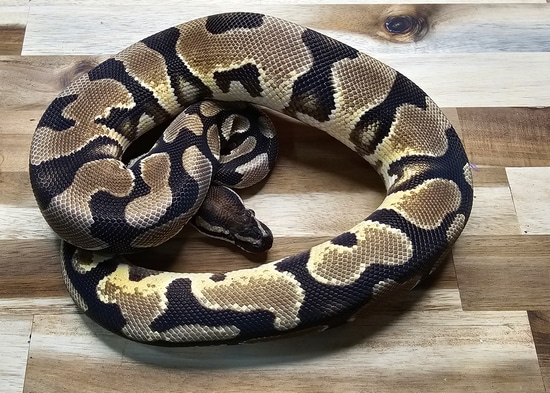 Od Yb 66% Het Dg 66% Het Clown Ball Python by Sinful Serpents, LLC