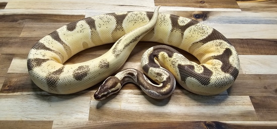 Super Od Enchi Fire Yb Het Pied Ball Python by Sinful Serpents, LLC
