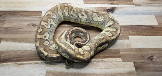 Blackhead Mojave Pastel Enchi Red Gene Ringer Gene Het Hypo Ball Python ...