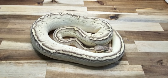 Od Yb Pastel Lesser Bongo Ball Python by Sinful Serpents, LLC