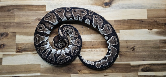Blackhead Ringer Gene Het Hypo Ball Python by Sinful Serpents, LLC