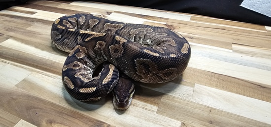 BONGO YB Ball Python by Sinful Serpents, LLC