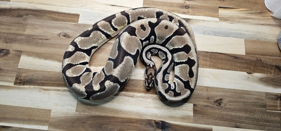 Od Spotnose 66% Het Hypo 66% Het Desert Ghost Ball Python by Sinful Serpents, LLC