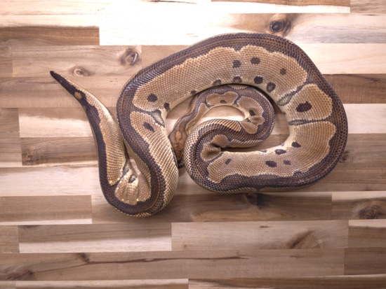 CLOWN Ball Python by Sinful Serpents, LLC