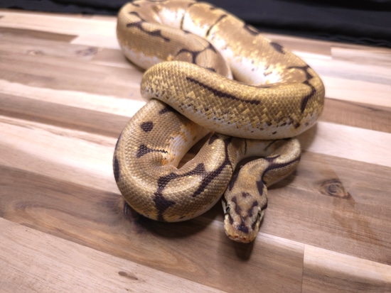 Od Spider Het Cryptic Ball Python by Sinful Serpents, LLC