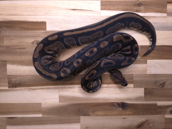 GRIM Ball Python by Sinful Serpents, LLC