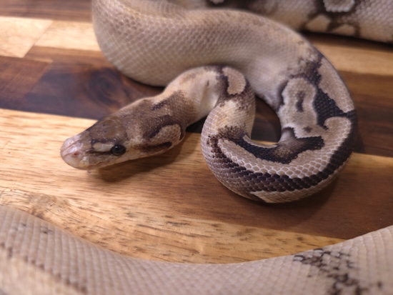 Champagne Het Clown Chimera Ball Python by Sinful Serpents, LLC