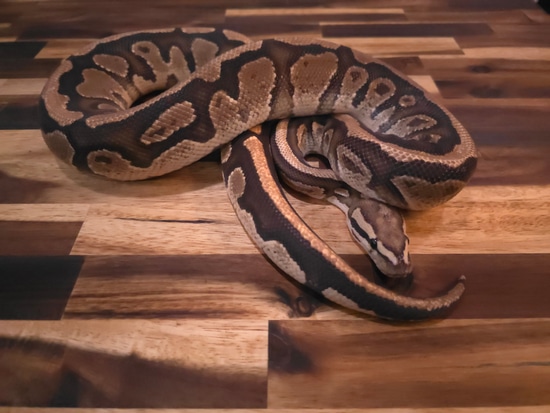 Specter Huffman Ball Python by Sinful Serpents, LLC