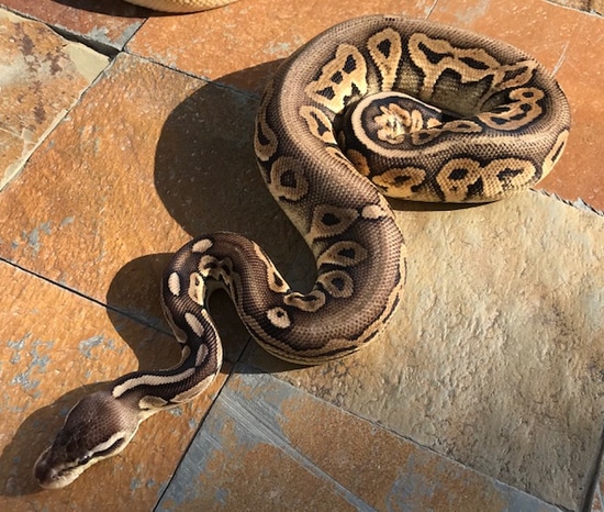 Cinnamon Mojave (Savannah) Ball Python by PuraVida Pythons