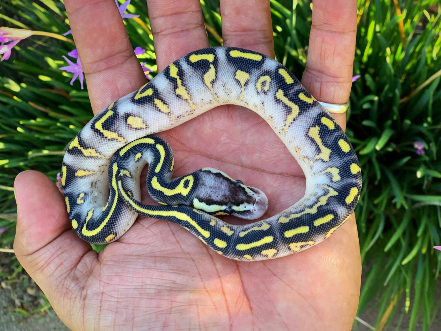 Pastel Super Gravel Poss Het Clown Ball Python by 808BallPythons ...
