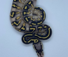 Pastel Super Gravel Poss Het Clown Ball Python by 808BallPythons ...