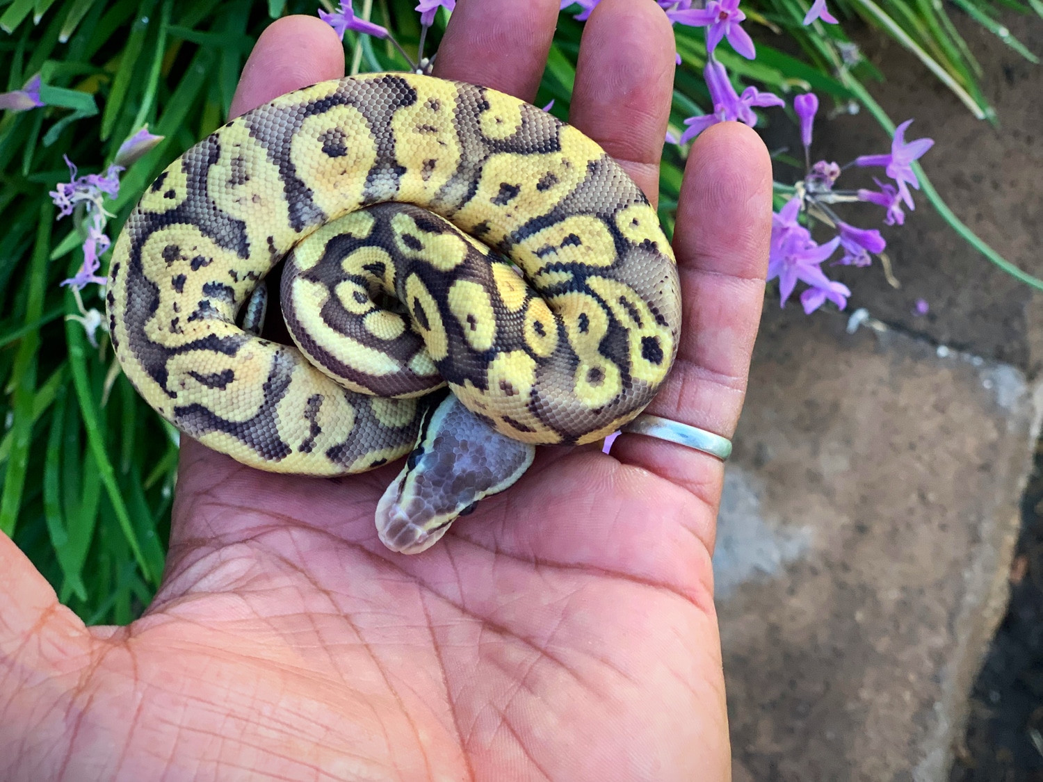 Firefly Yellowbelly Ball Python by 808BallPythons - MorphMarket