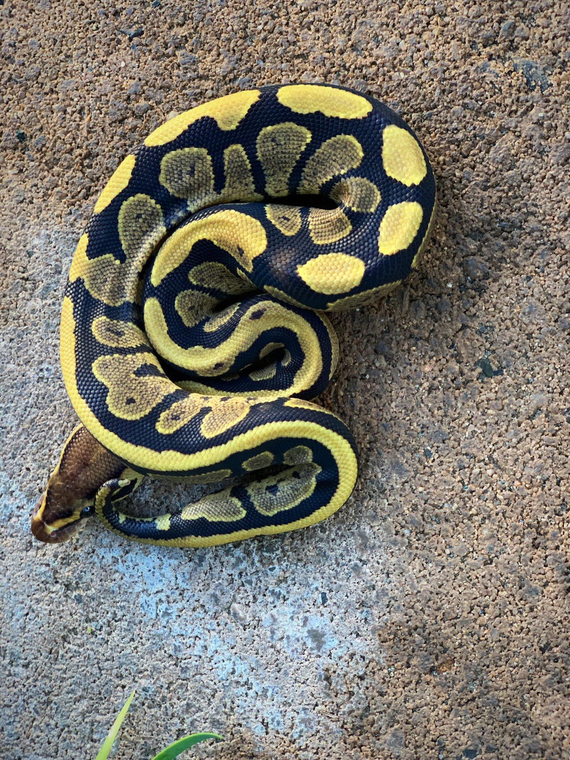 Fire Yellowbelly Ball Python by 808BallPythons - MorphMarket