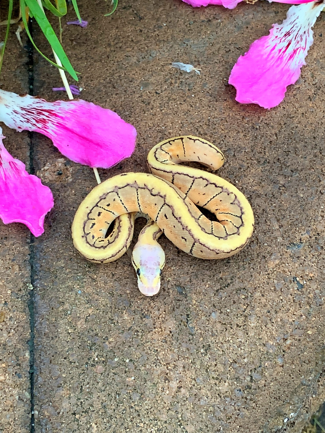 Pinstripe Pastel Het Clown Poss Blade Ball Python by 808BallPythons ...