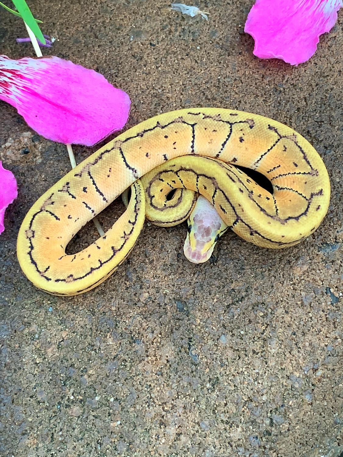 Pastel Pinstripe Het Clown Poss Blade Ball Python by 808BallPythons ...